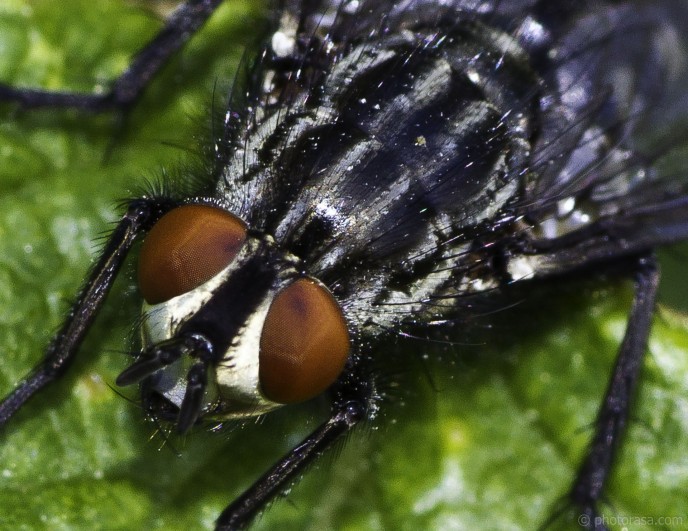 A Flesh Fly's Red Eyes - Photorasa Free HD Photos