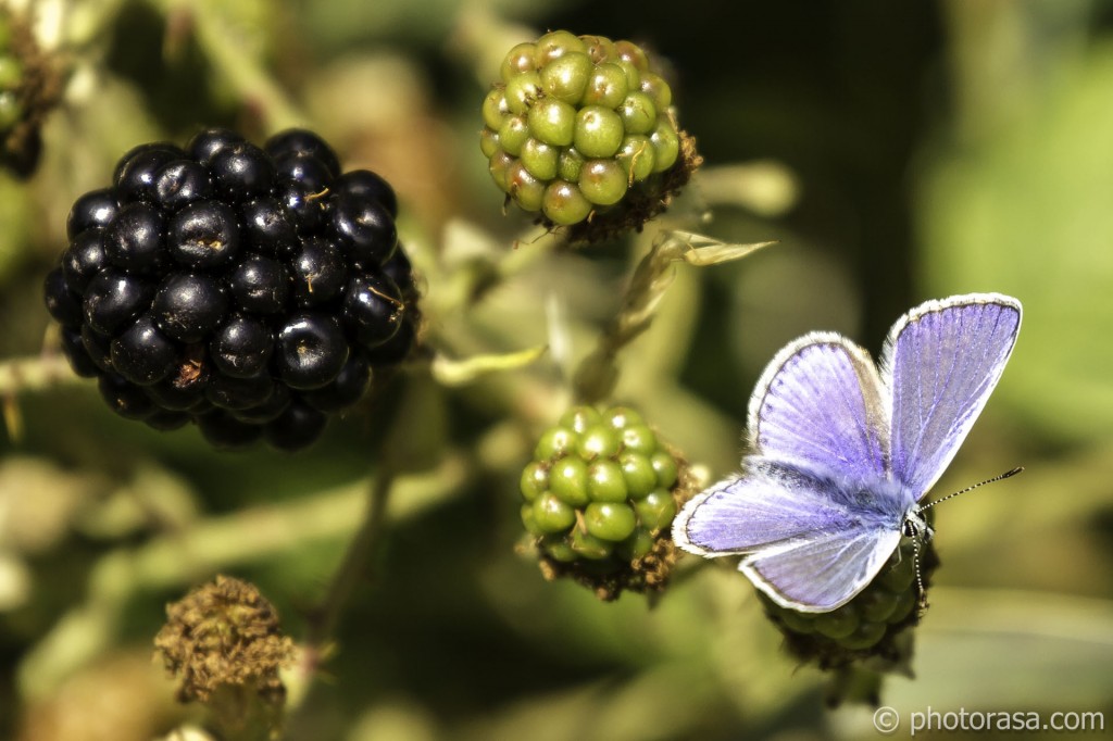 Common Blue and Blackberry - Photorasa Free HD Photos