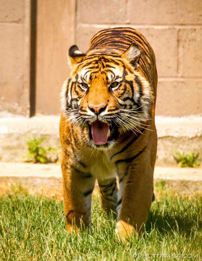 Bengal Tiger - Photorasa Free HD Photos