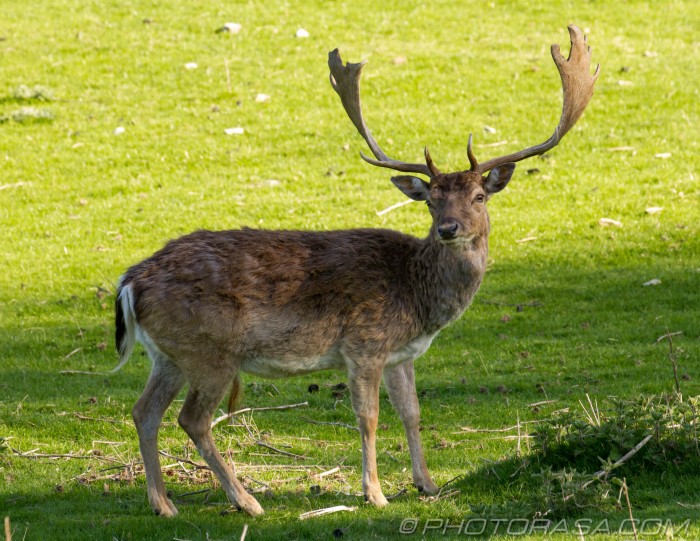Fallow Deer at Boughton Monchelsea - Photorasa Free HD Photos