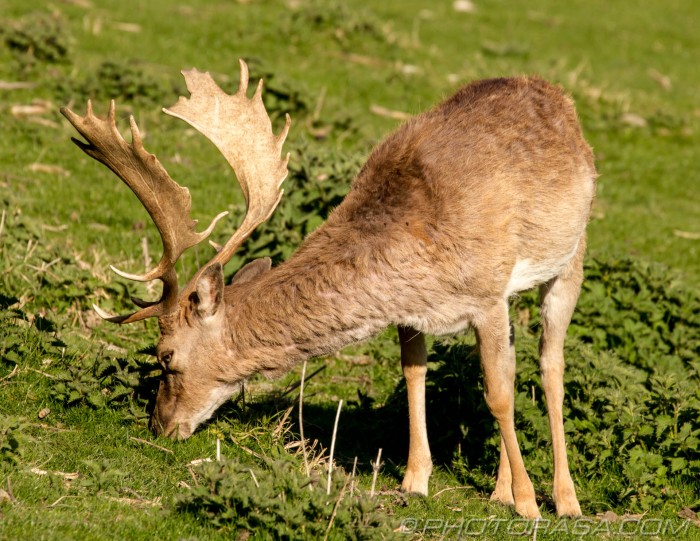 Fallow Deer at Boughton Monchelsea - Photorasa Free HD Photos