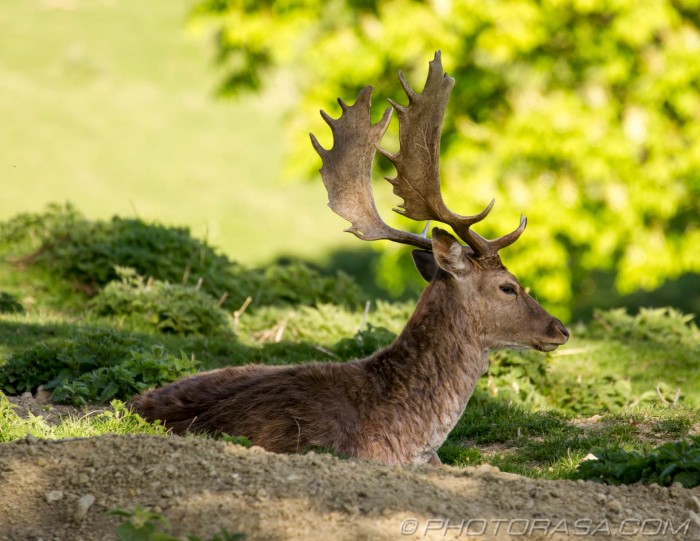 Fallow Deer at Boughton Monchelsea - Photorasa Free HD Photos