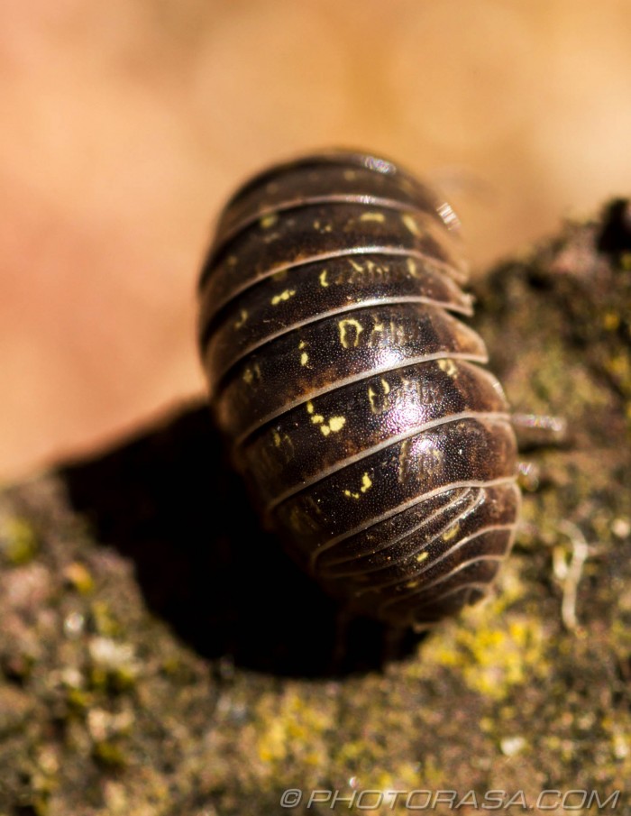 The Woodlouse - Photorasa Free HD Photos