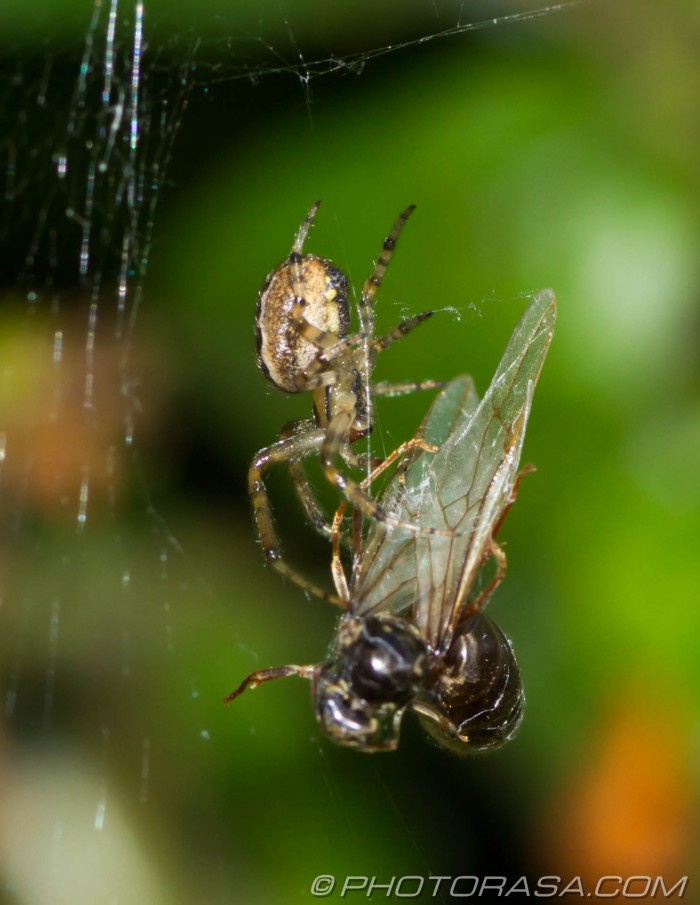 Spider Trapping and Wrapping a Fly - Photorasa Free HD Photos