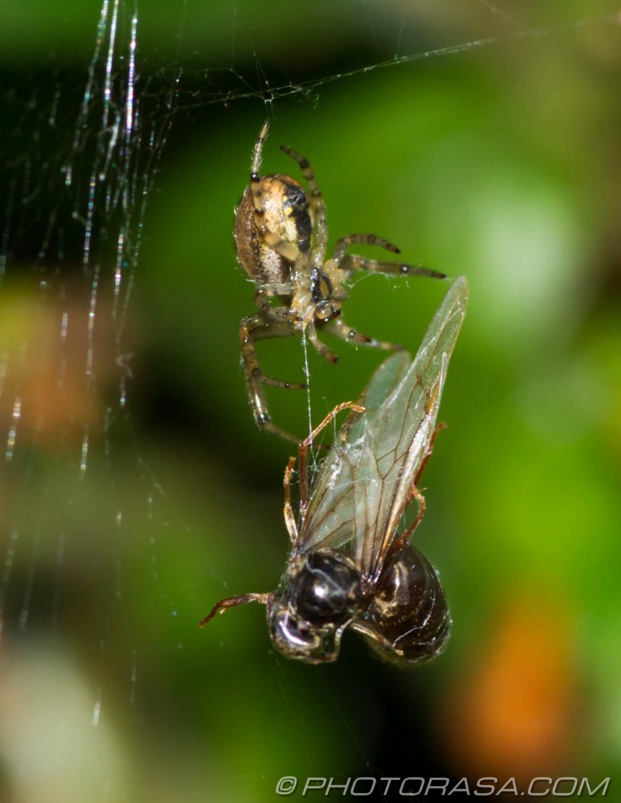 Spider Trapping and Wrapping a Fly - Photorasa Free HD Photos